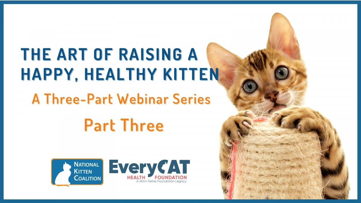 Upcoming Events – National Kitten Coalition