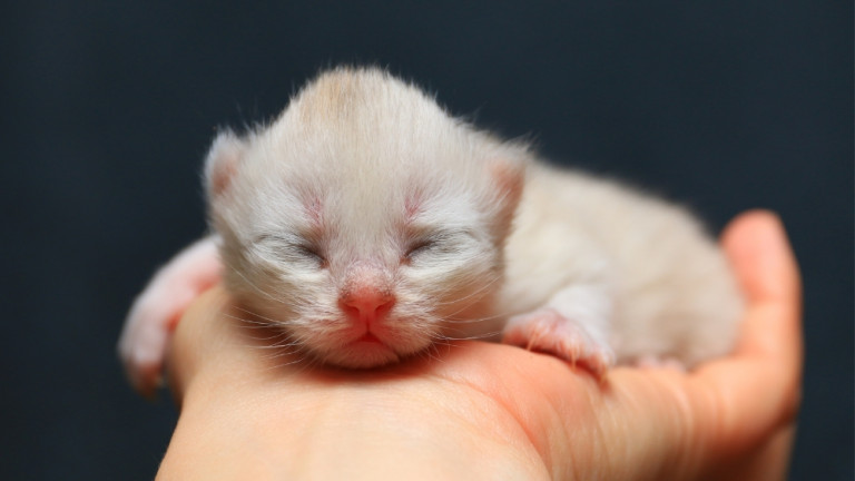 NKC_Flat-Chested-Syndrome_FINAL - National Kitten Coalition