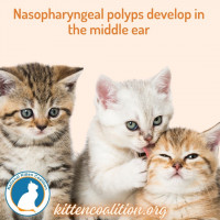 Nasopharyngeal Polyps in Kittens and Cats - National Kitten Coalition