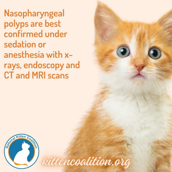 Nasopharyngeal Polyps in Kittens and Cats - National Kitten Coalition