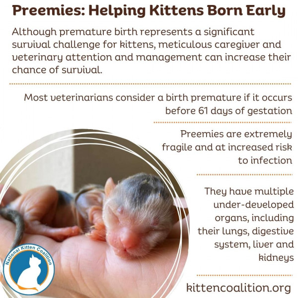 Preemies: Helping Kittens Born Early - National Kitten Coalition