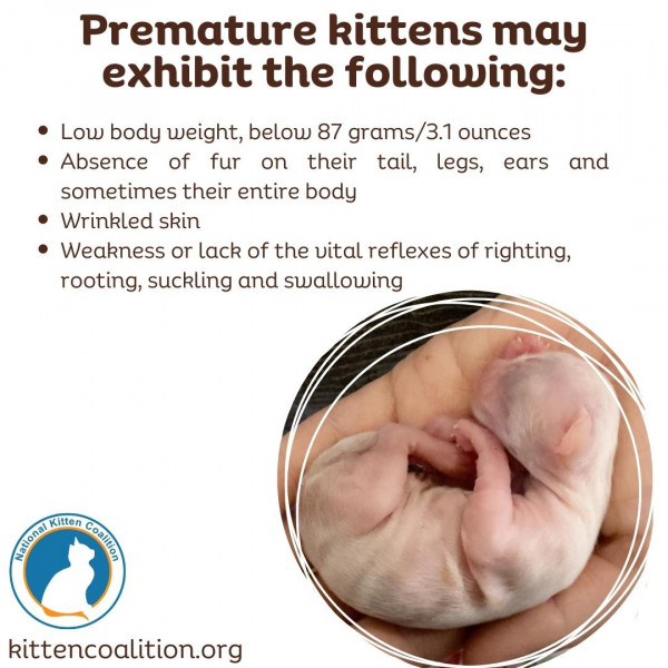 Preemies: Helping Kittens Born Early - National Kitten Coalition