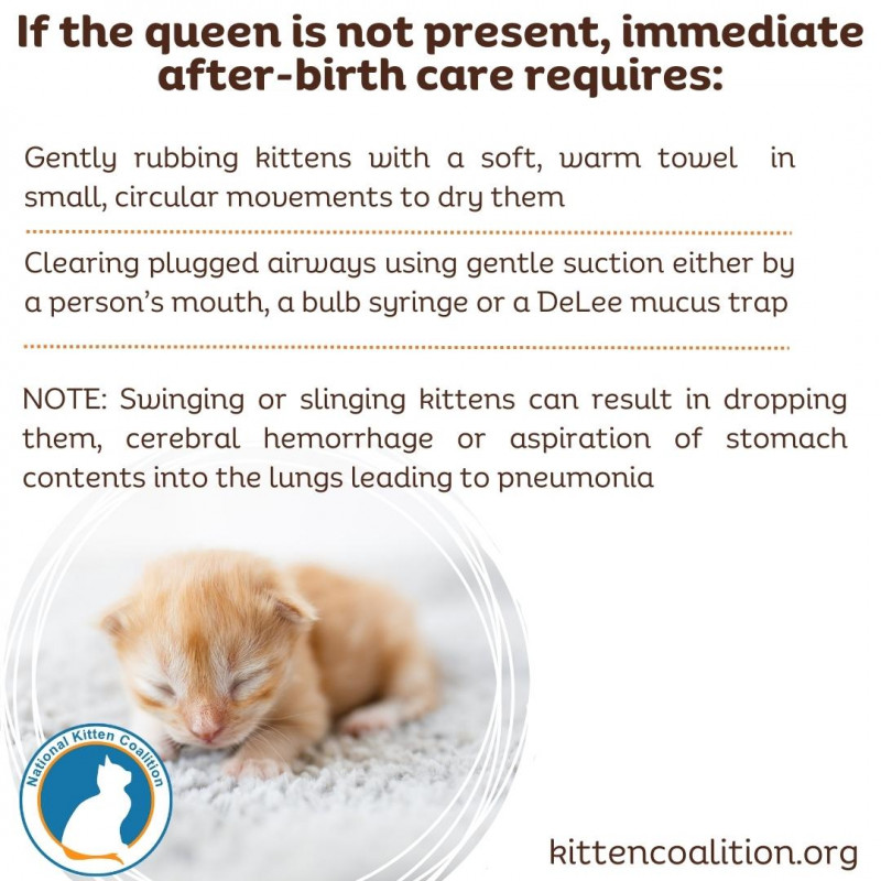 Preemies: Helping Kittens Born Early - National Kitten Coalition