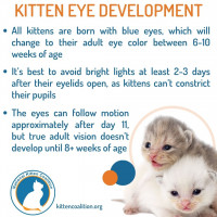 Kitten Vision: More Than Meets the Eye - National Kitten Coalition