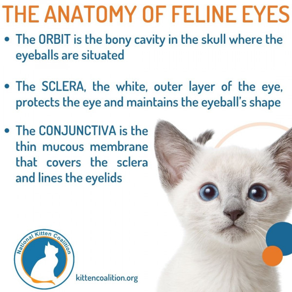 Kitten Vision: More Than Meets the Eye - National Kitten Coalition