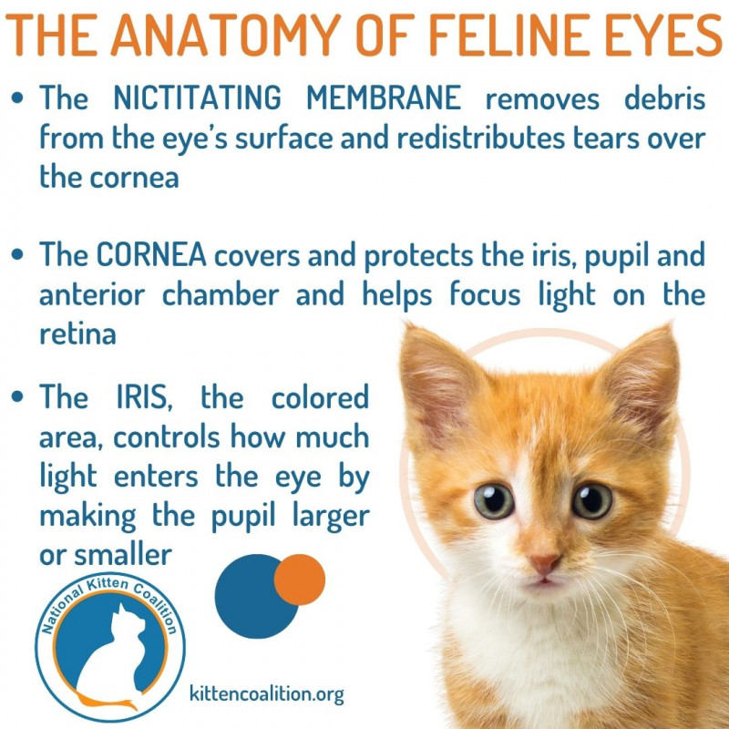 Kitten Vision: More Than Meets the Eye - National Kitten Coalition