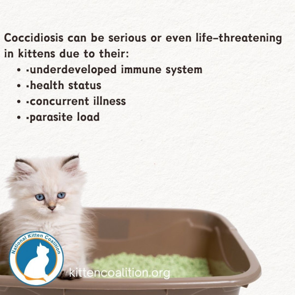 Coccidiosis in Kittens - National Kitten Coalition